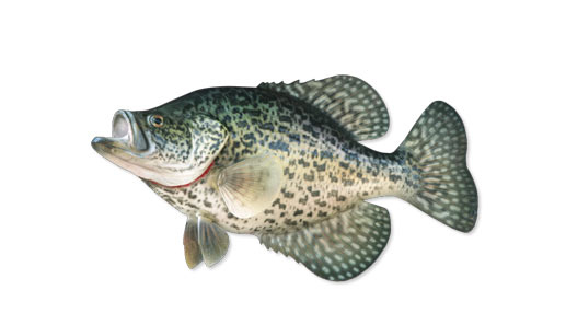 World Record Crappie Contest | Odds On Blog